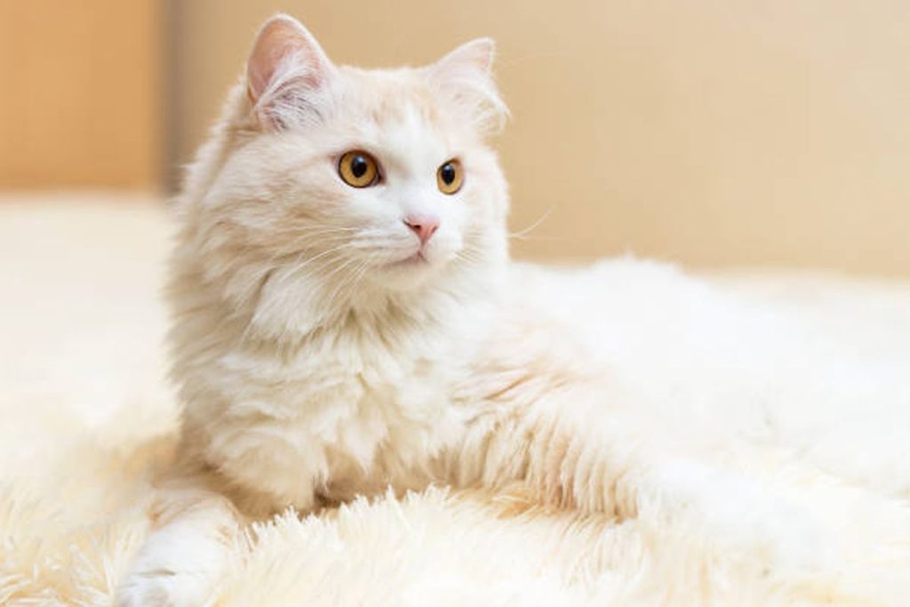 Pesona Kucing Anggora: Si Putih Elegan yang Bikin Jatuh Cinta ...